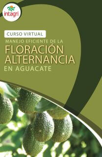 Curso Virtual Manejo Eficiente de la Floración y la Alternancia en Aguacate - Información ...